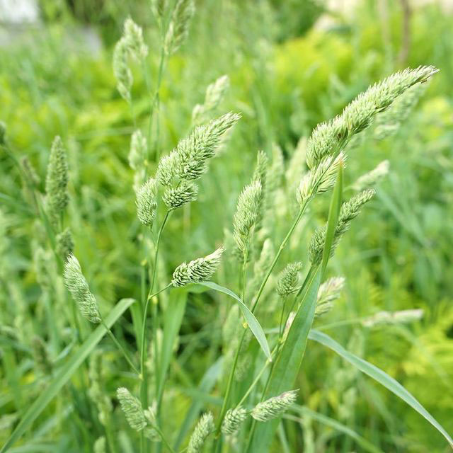 Caudill Seed | Perennial Grass Seed