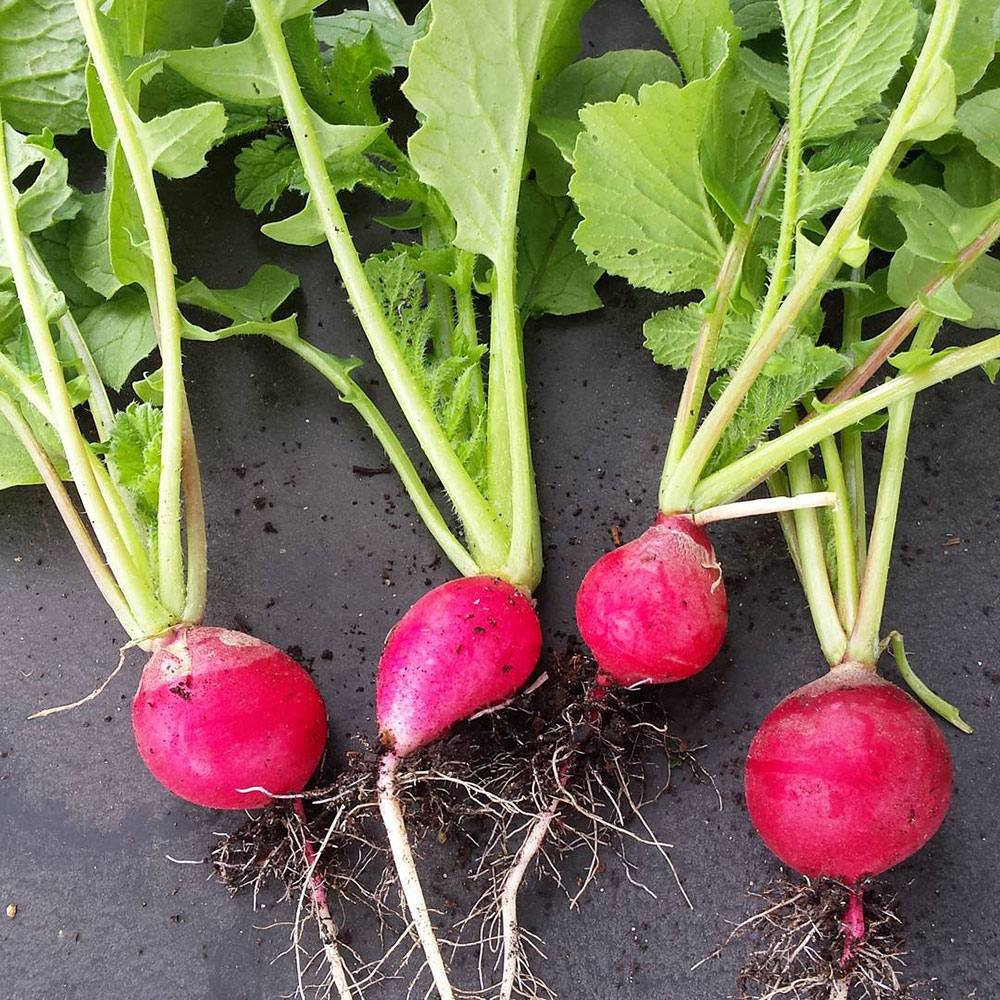Caudill Seed | Radish Seeds | Wholesale & Bulk