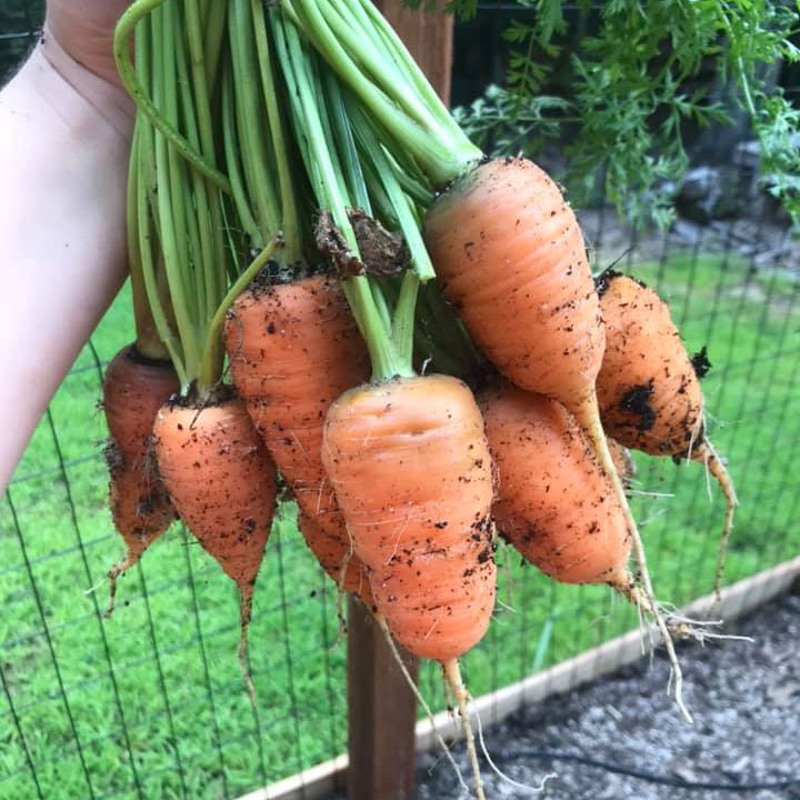 Caudill Seed | Carrot Seed | Wholesale & Bulk