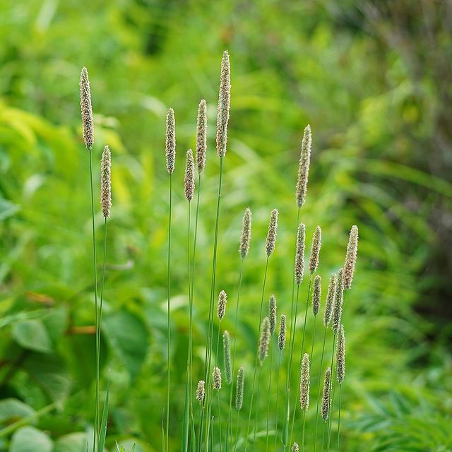 Caudill Seed | Perennial Grass Seed