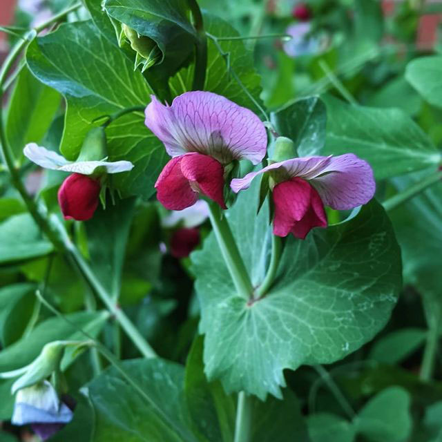 Caudill Seed | Pea Seeds | Bulk & Wholesale Caudill Seed | Pea Seeds | Bulk & Wholesale