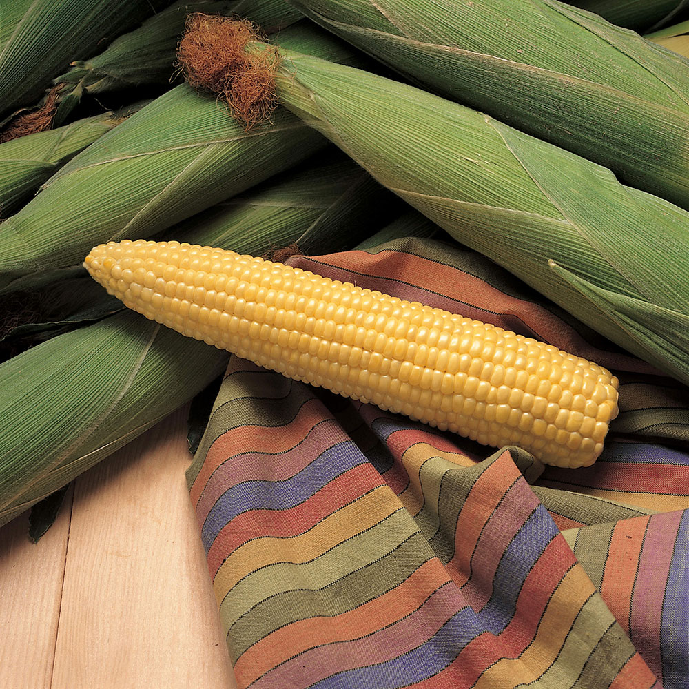 Caudill Seed | Sweet Corn Seed | Bulk & Wholesale