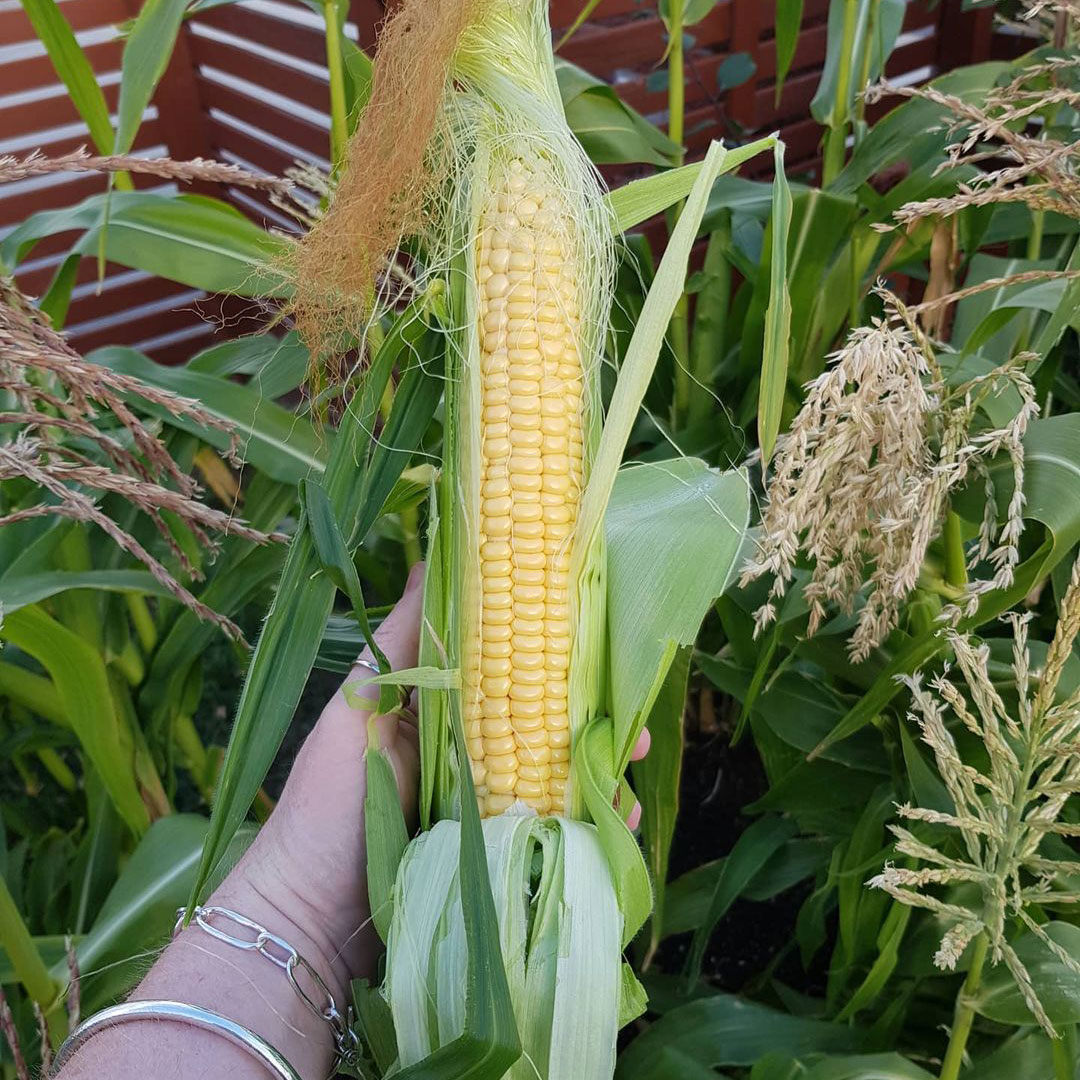 Caudill Seed | Sweet Corn Seed | Bulk & Wholesale