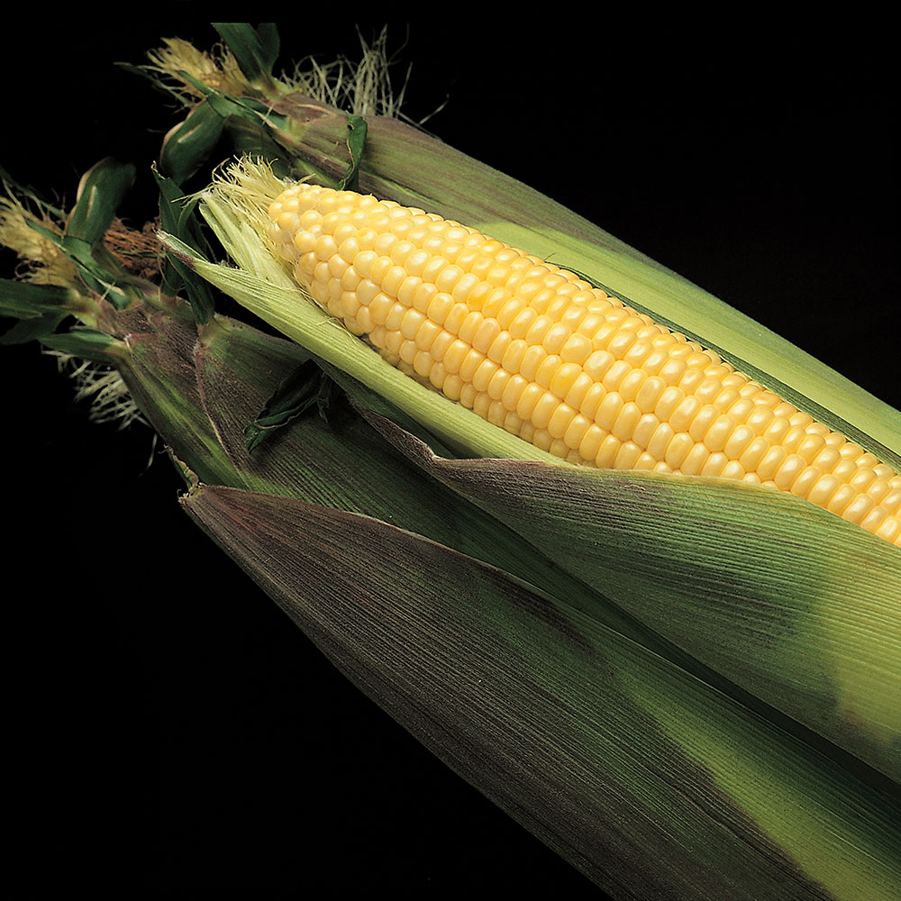 Caudill Seed | Sweet Corn Seed | Bulk & Wholesale