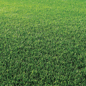 Caudill Seed | Bulk Ryegrass Seed