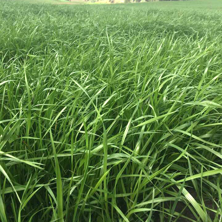 Caudill Seed | Perennial Grass Seed