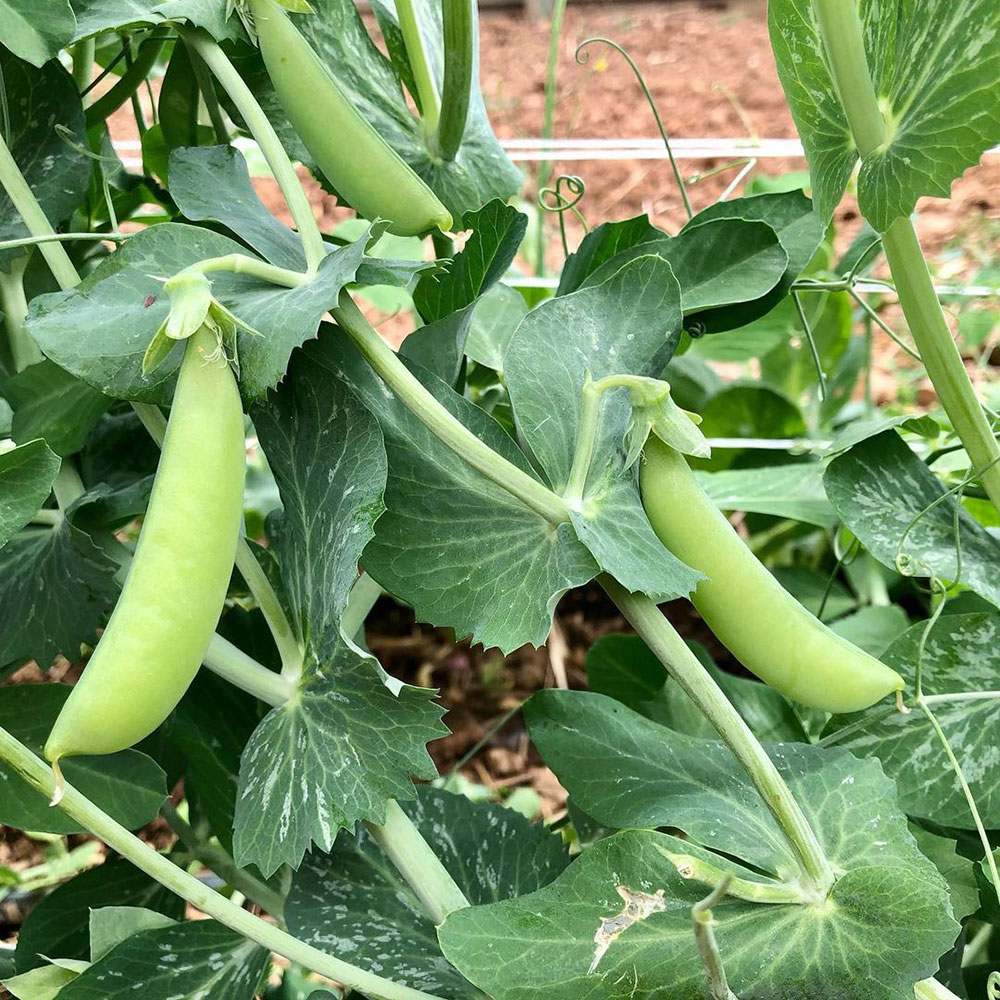 Caudill Seed | Pea Seeds | Bulk & Wholesale Caudill Seed | Pea Seeds | Bulk & Wholesale
