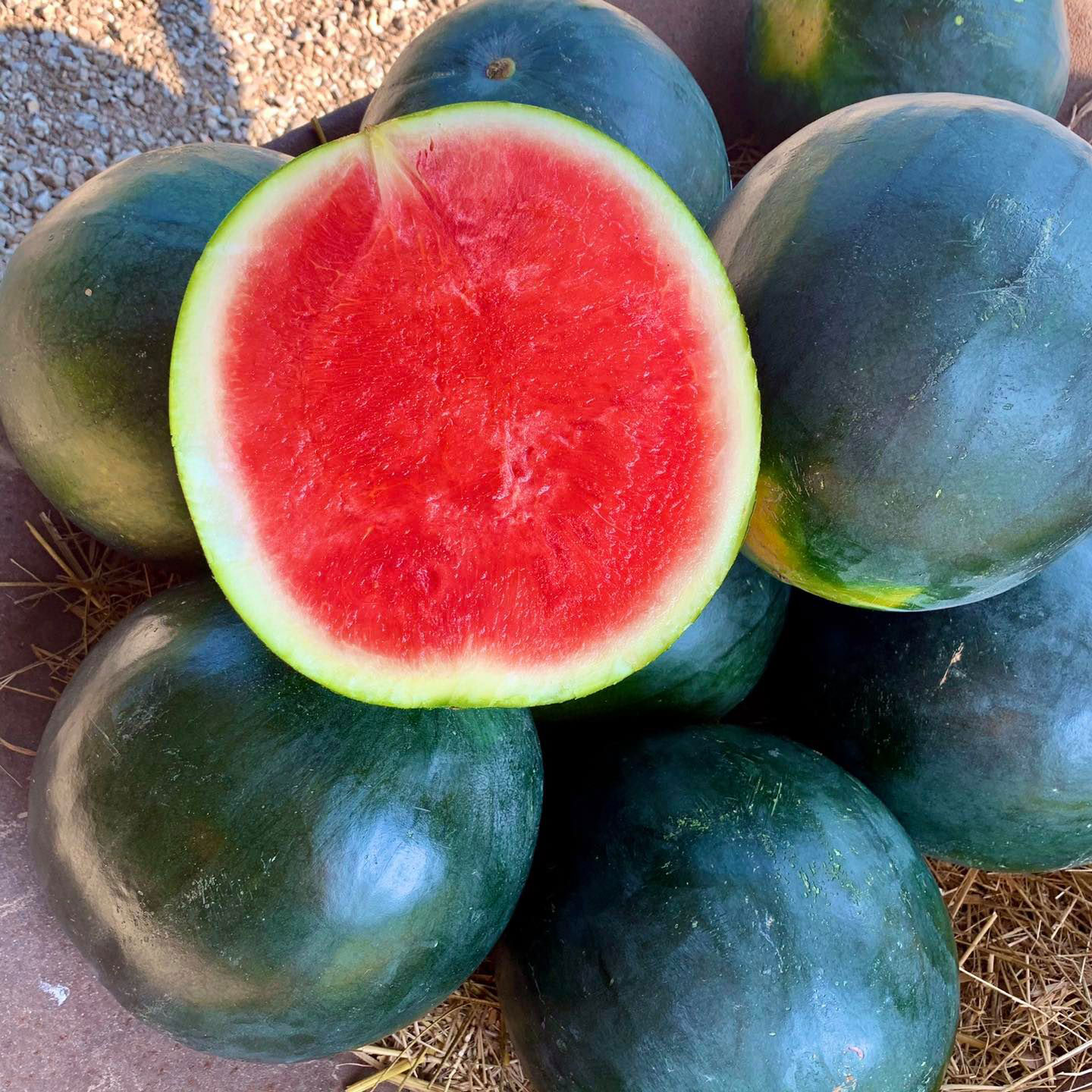 Caudill Seed | Sugar Baby Watermelon Seed Supplier Caudill Seed | Sugar Baby Watermelon Seed Supplier