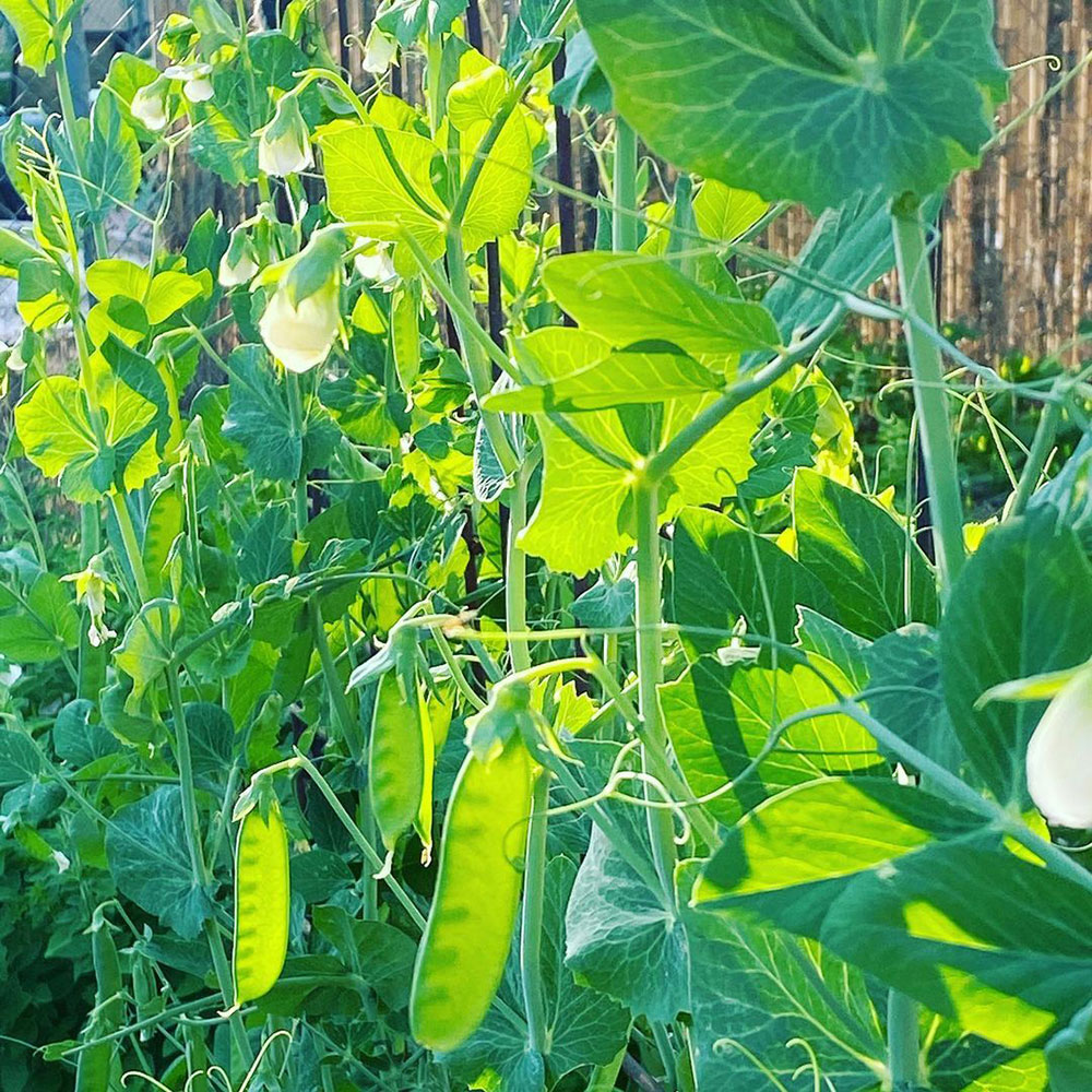 Caudill Seed | Pea Seeds | Bulk & Wholesale Caudill Seed | Pea Seeds | Bulk & Wholesale